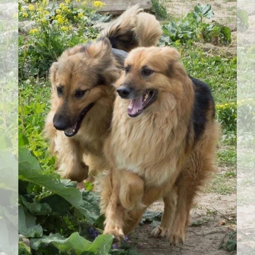 Боб и Янтарик