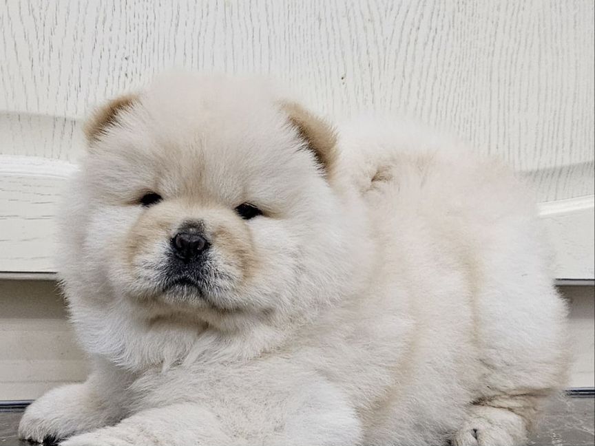 Чау-чау девчушечка