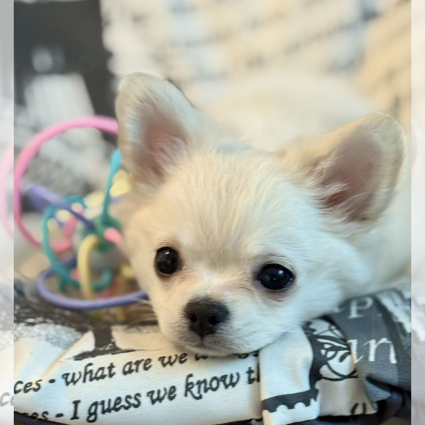 Чихуахуа, щенок