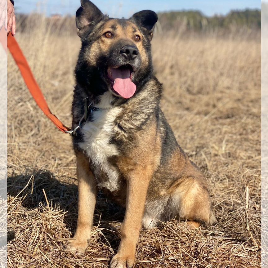 Собака в добрые руки. Амур