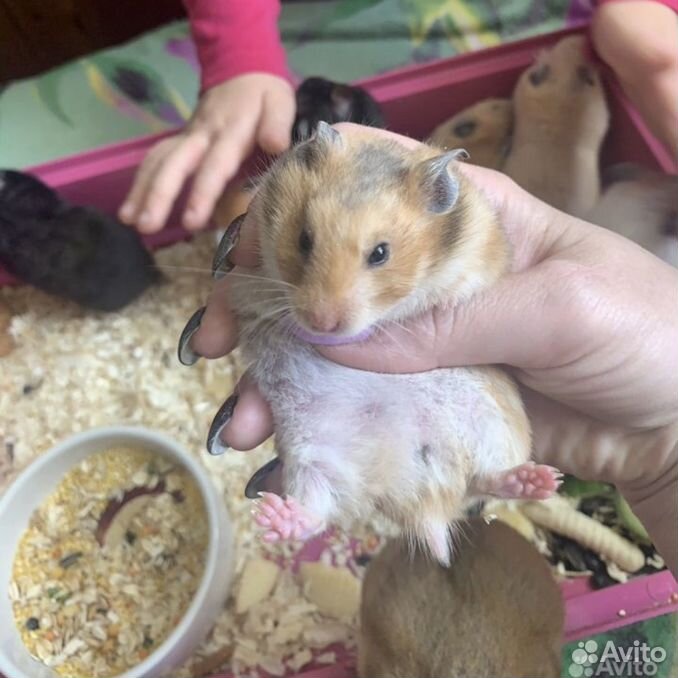 Сирийский хомяк девочка