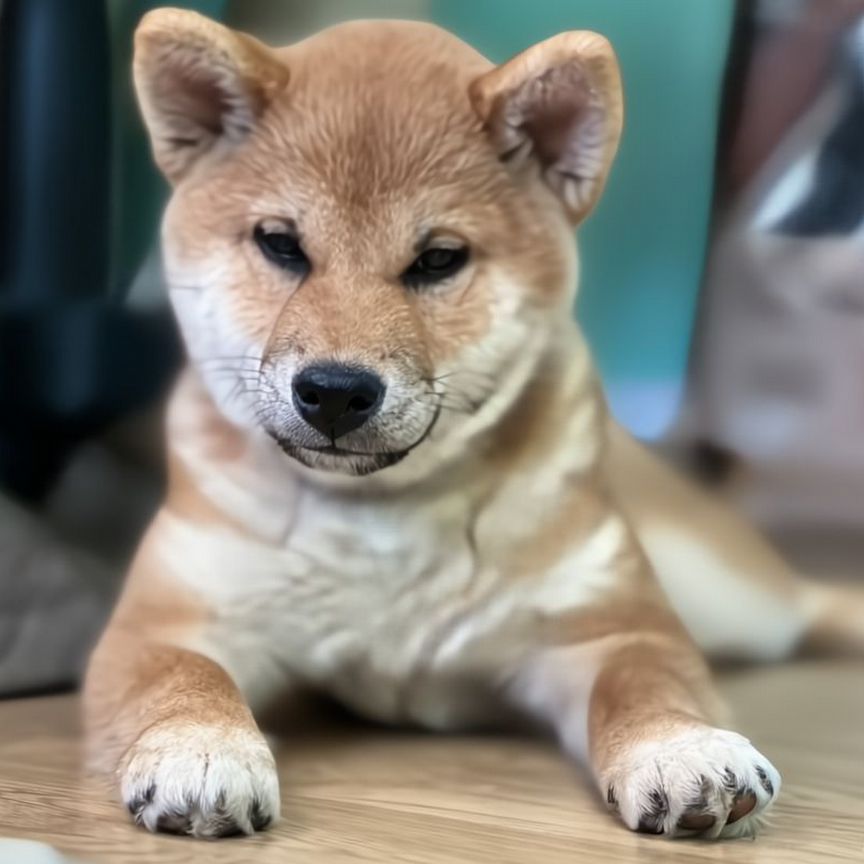 Сиба-ину, щенок