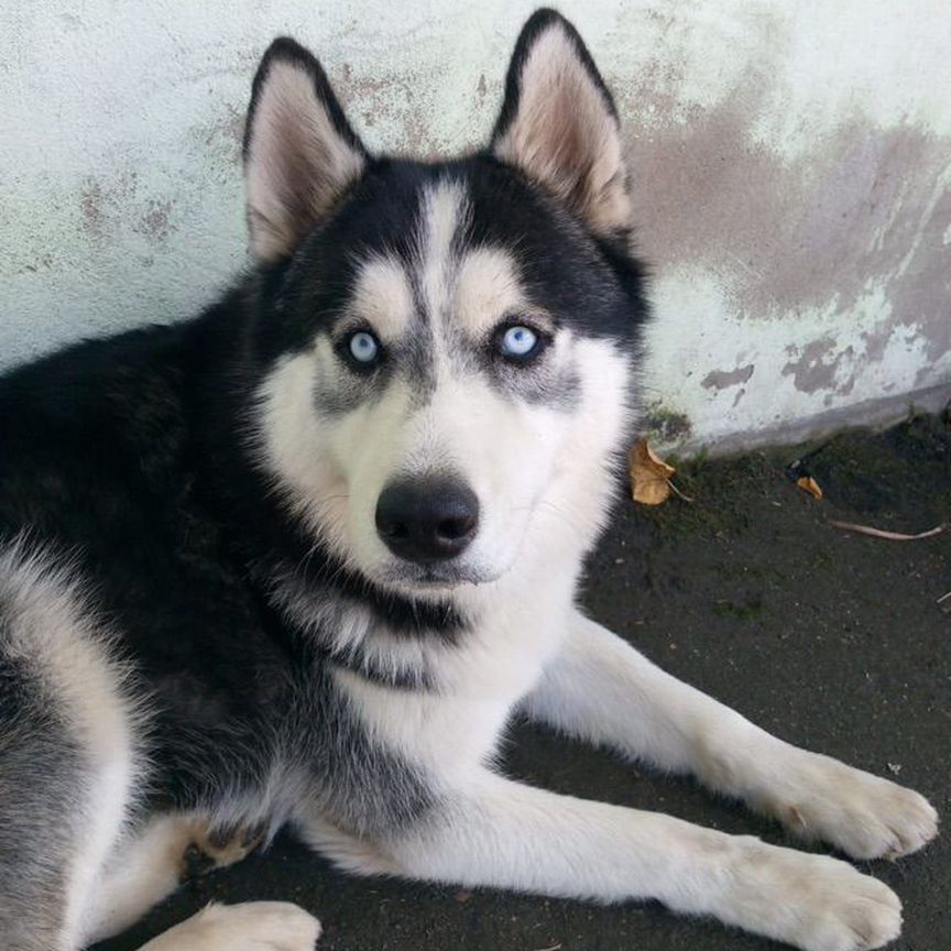 Сибирский хаски