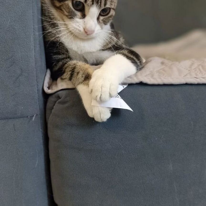 Котенок ищет дом
