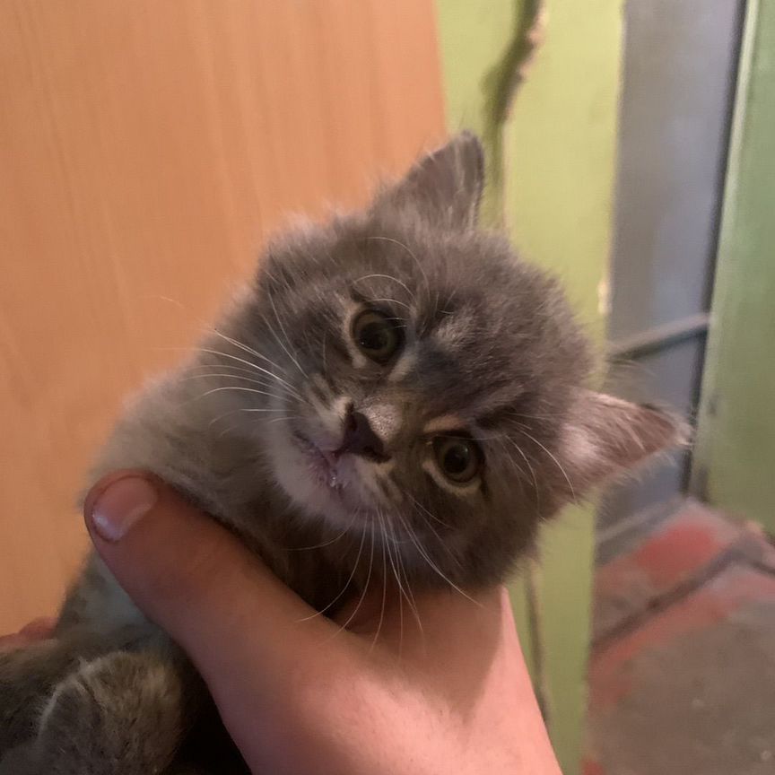 Обычная кошечка