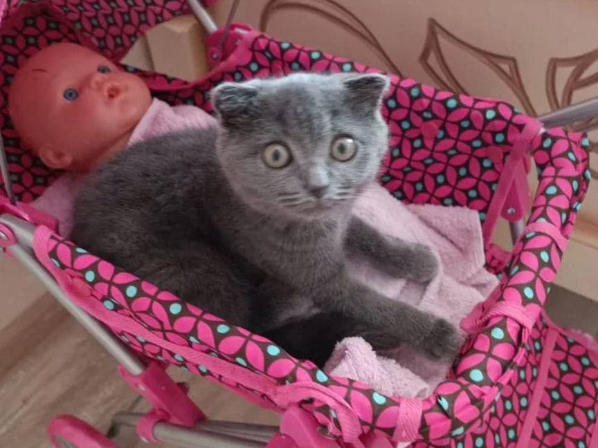 Шотландская