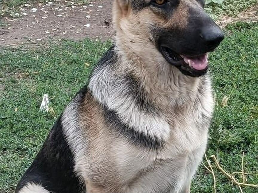 Восточноевропейская овчарка