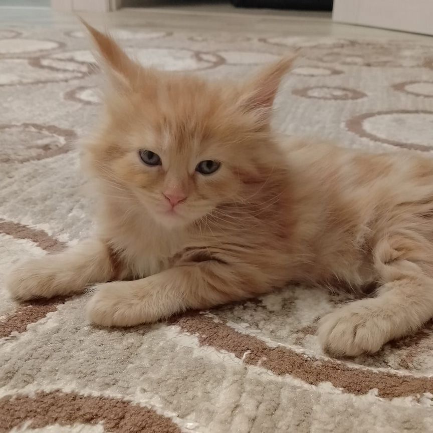 Мейн-кун кошечка