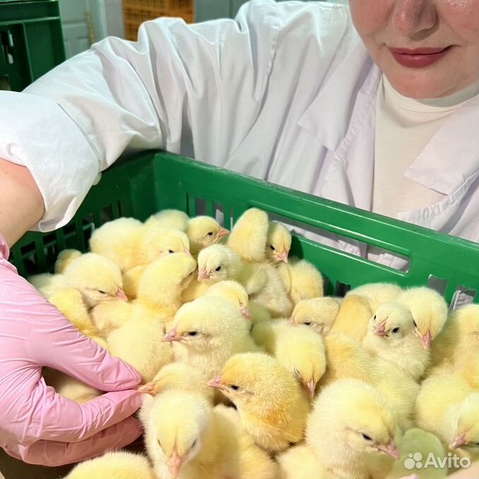 Суточные цыплята бройлеры Cobb-500 и Ross-308