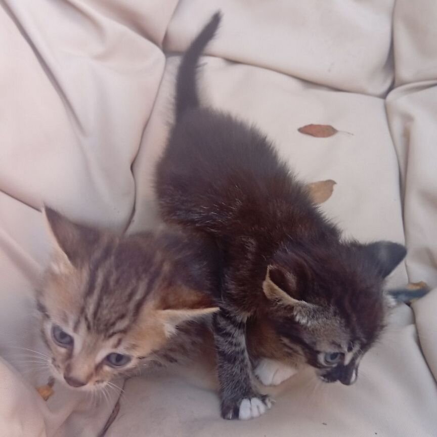 Котята наполовину бенгалы