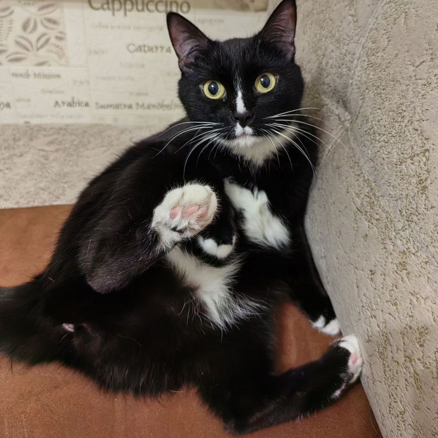 Взрослая, кошка в добрые руки