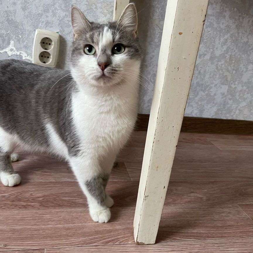 Котик в добрые руки