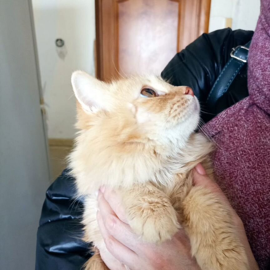 Маленький рыжий котик в добрые руки