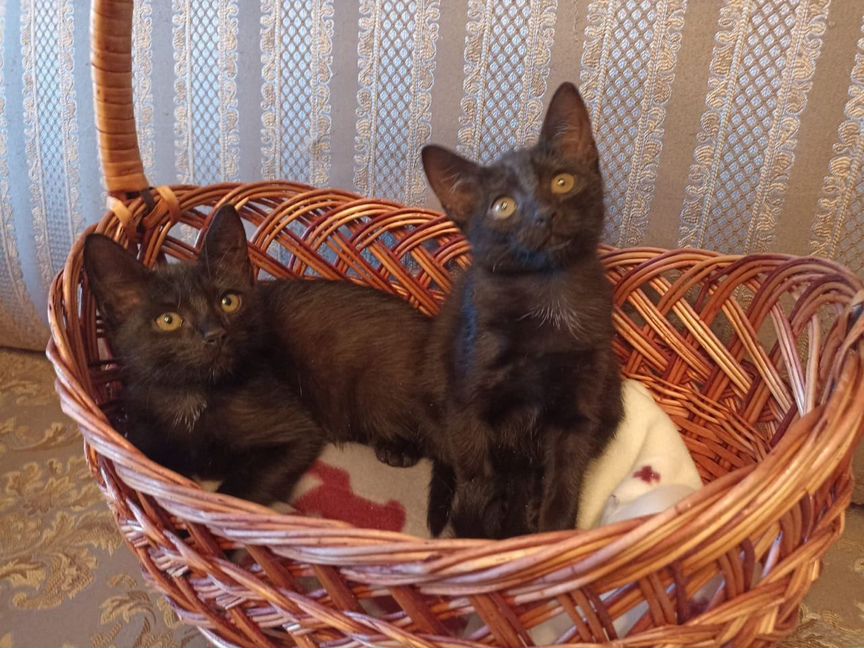 Две веселых котьки, 2 месяца, в добрые руки