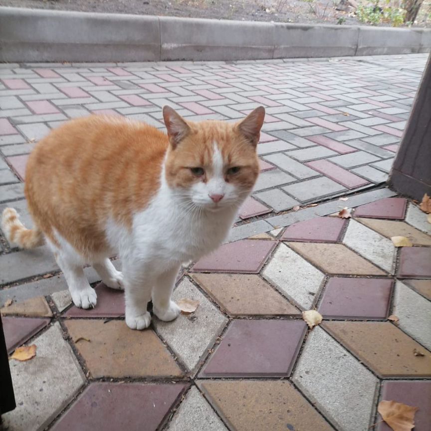 Кот Персик