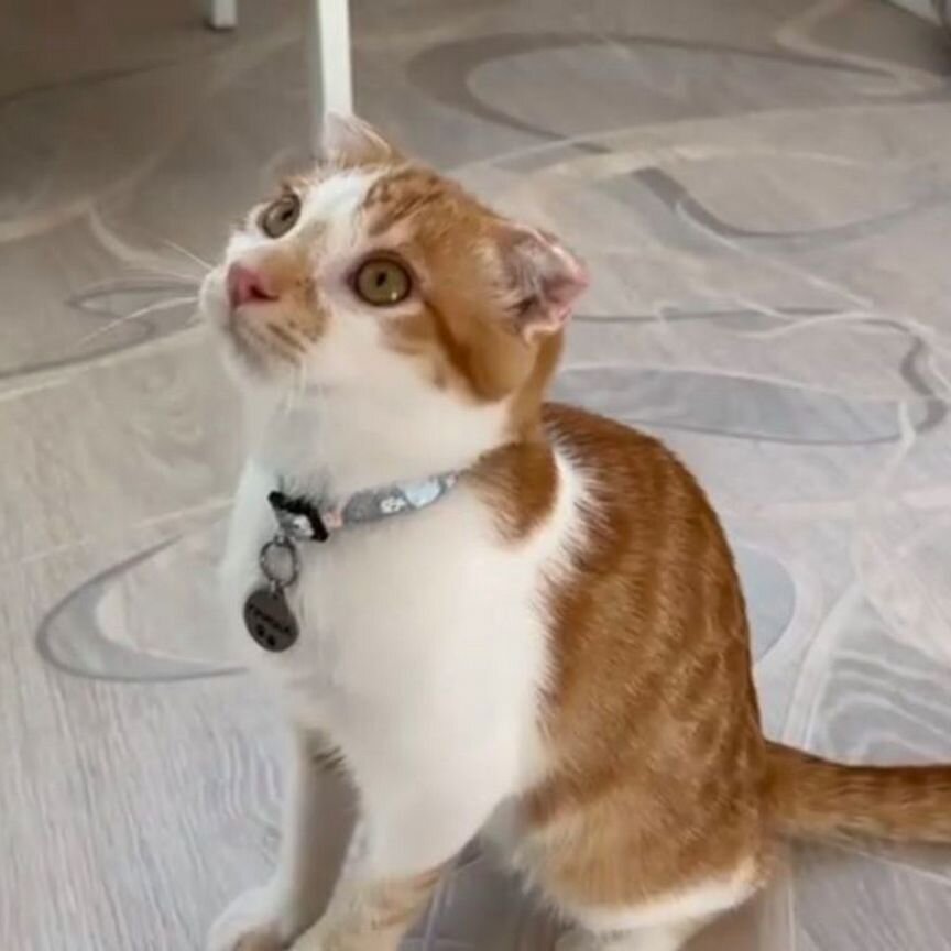 Вислоухий котик в добрые руки