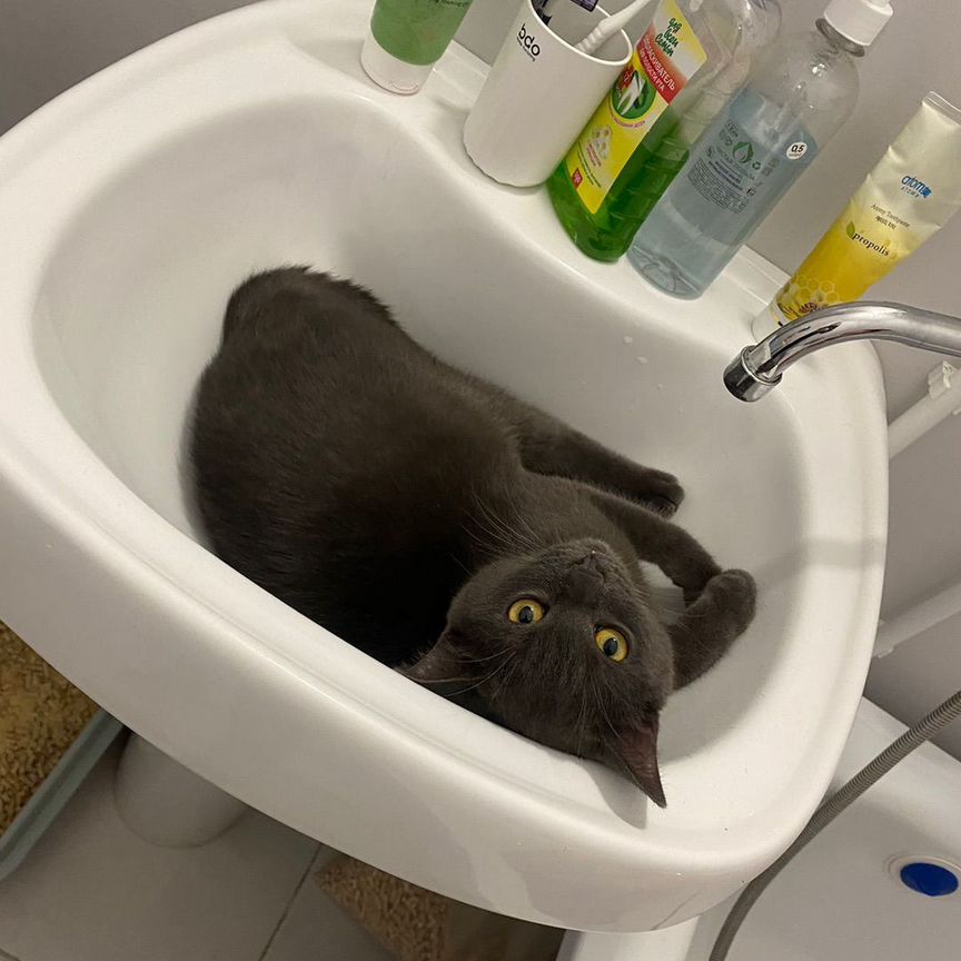 Кот в добрые руки