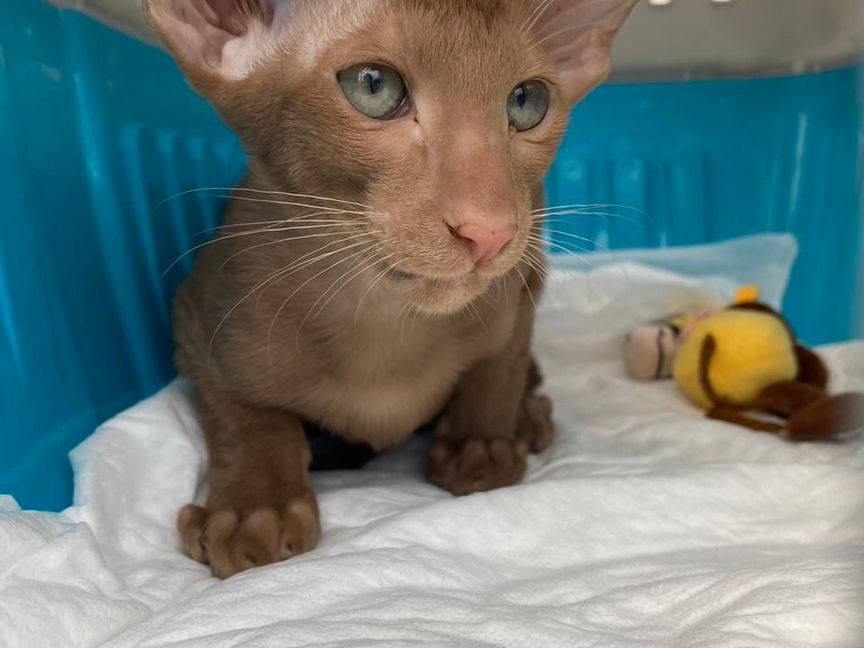 Ориентальные котята все окрасы