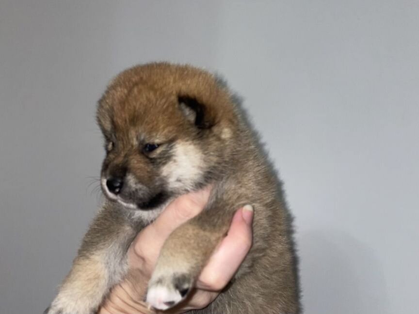 Щенки сиба ину