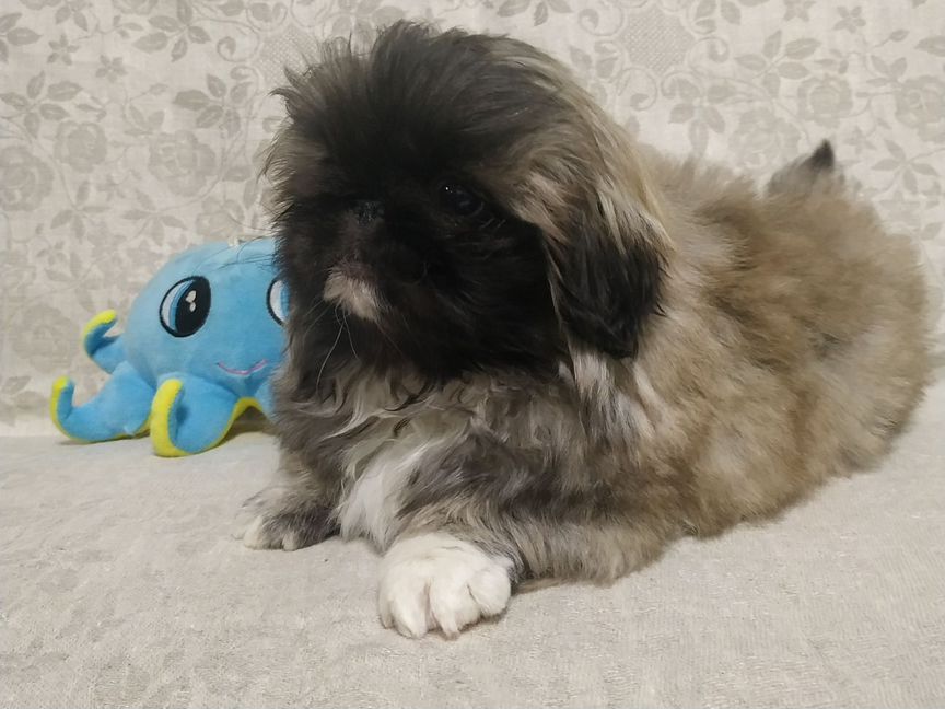 Щенок пекинес