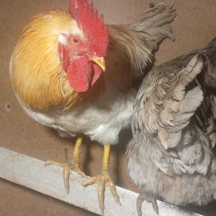 Молодые петухи