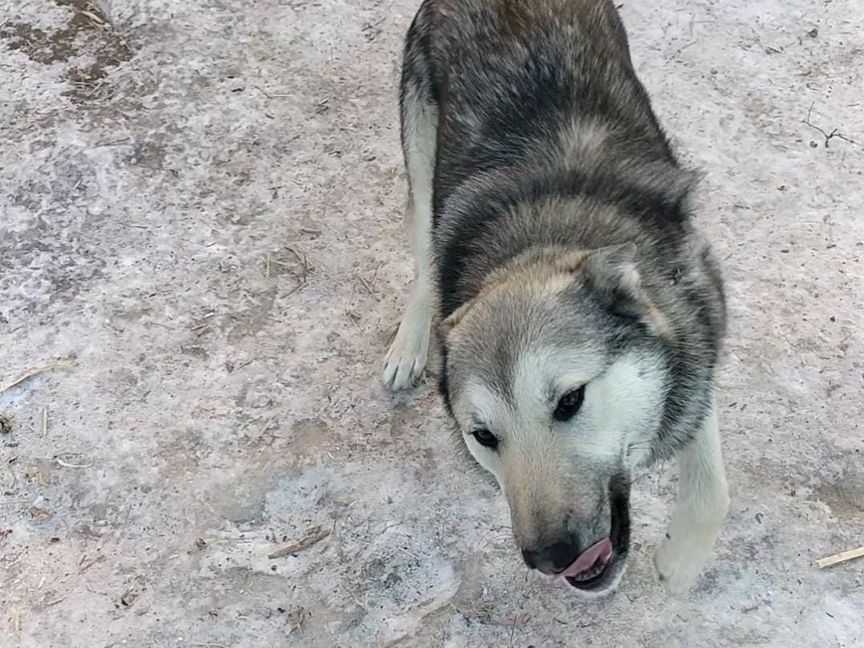 Отдам в хорошие руки собаку