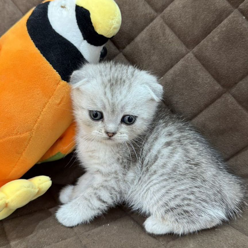 Британский короткошёрстный котёнок