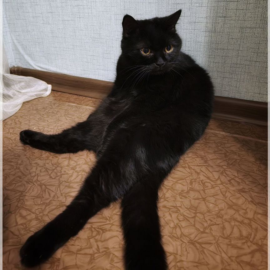 Британский короткошёрстный, взрослый кот