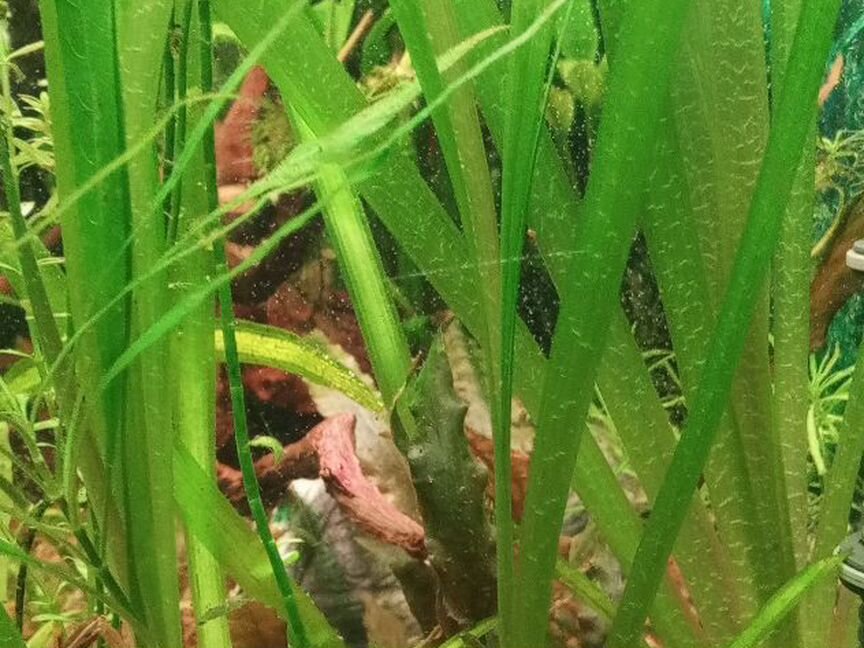 Валиснерия и криптокорина