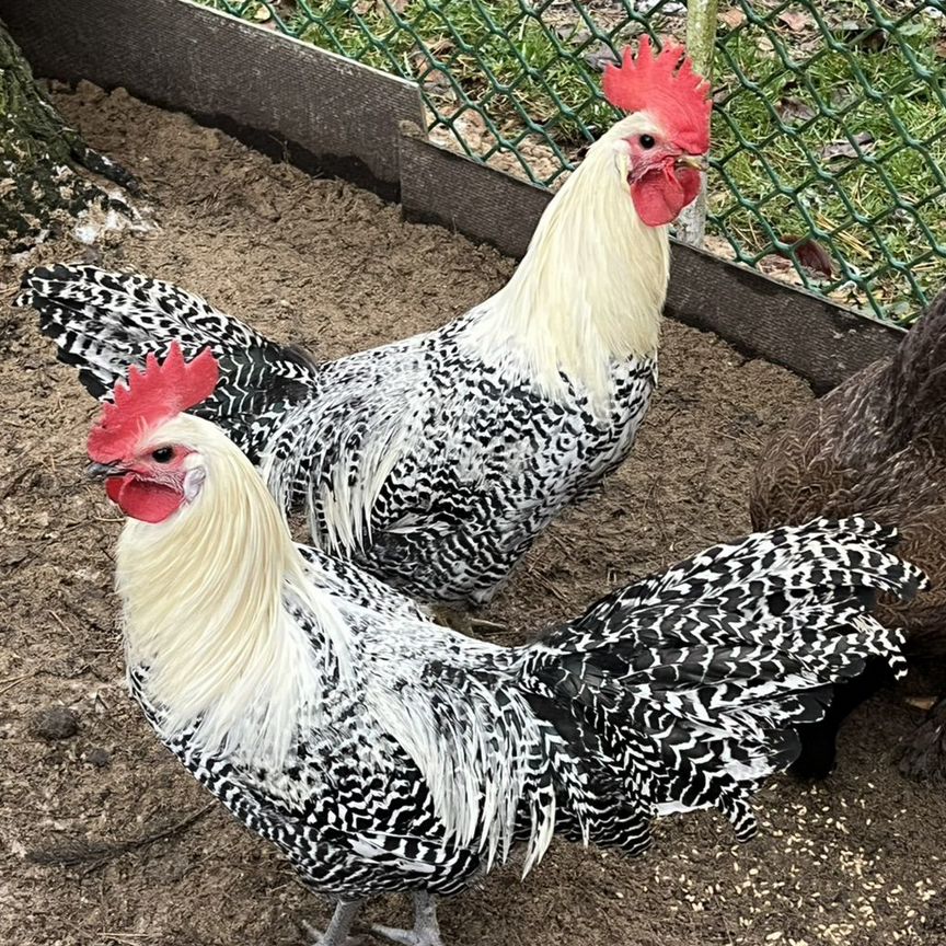 Брекель Серебристый Инкубационное яйцо и помесь