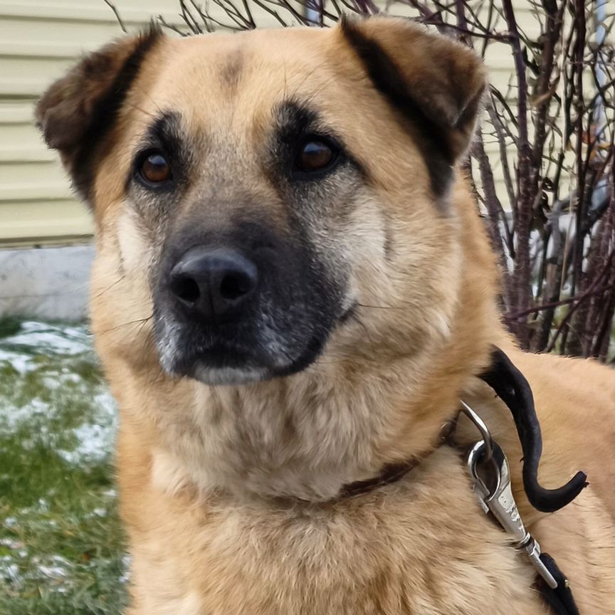 Взрослая собака в добрые руки