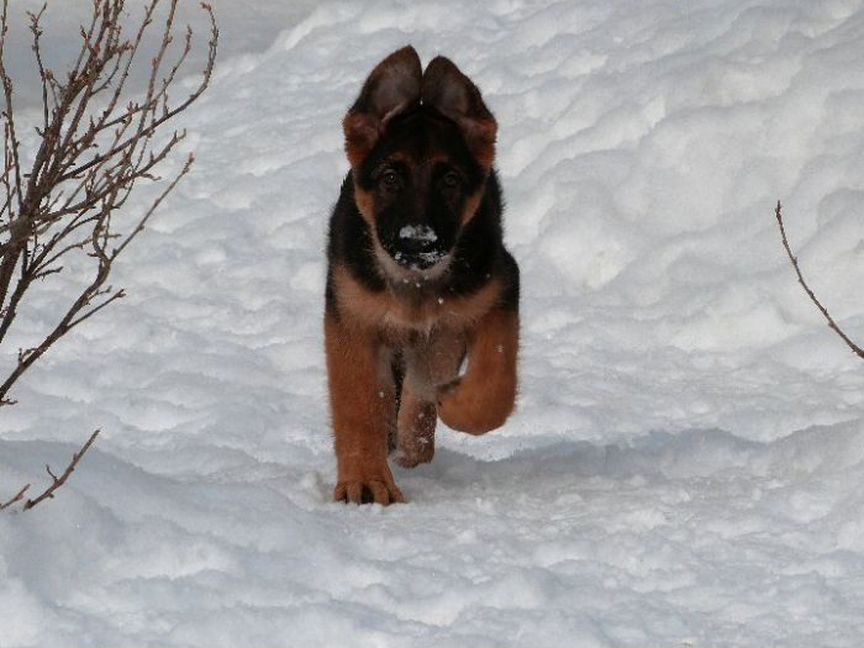Овчарки служебные - здоровые, крепкие щенки