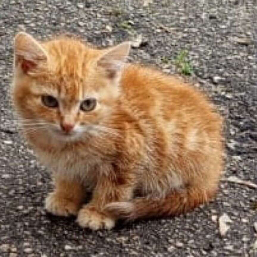 Рыжий котенок в добрые руки