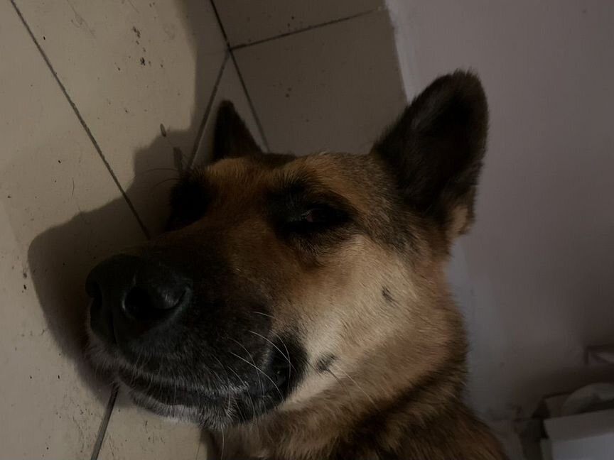 Немецкая овчарка в добрые руки