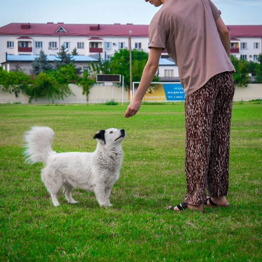 Выживает на улице Снежка. Маленькая собачка