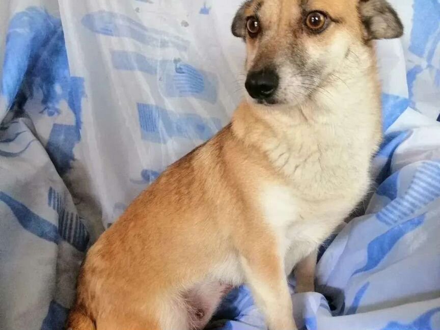 Собака Лисичка