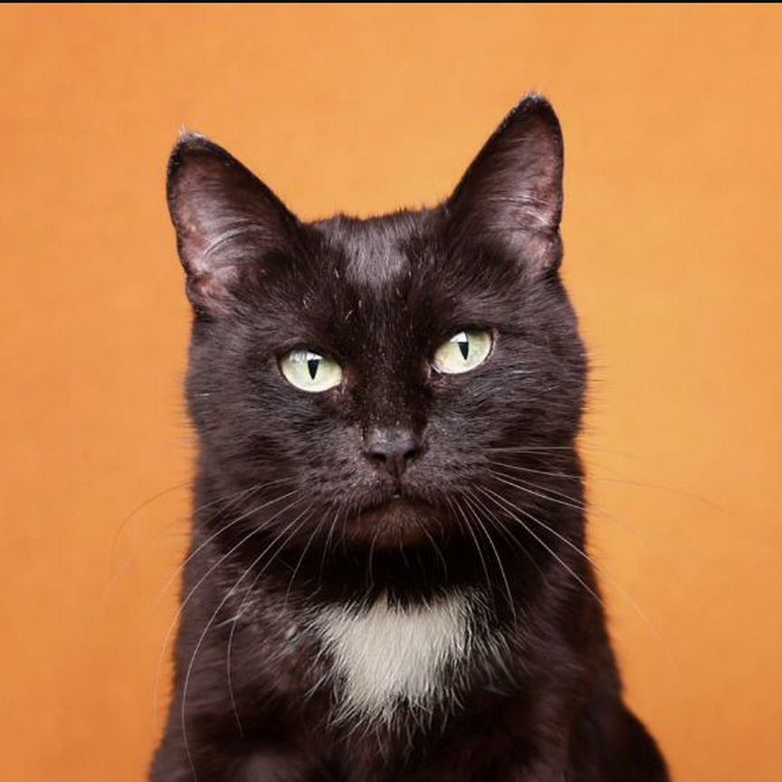 Кошка в добрые руки