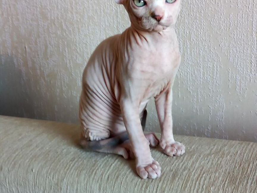 Канадский сфинкс котенок