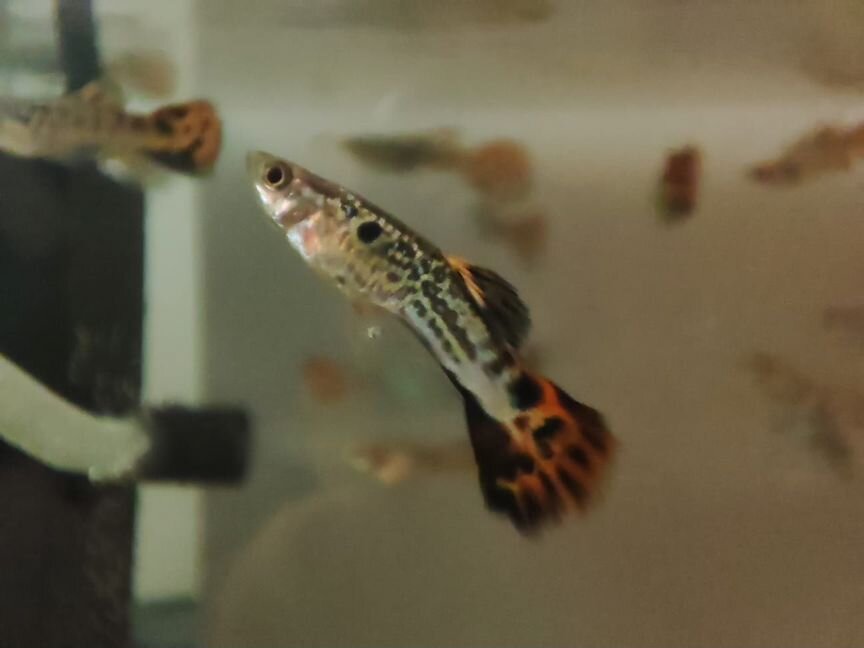 Аквариумные рыбки гуппи