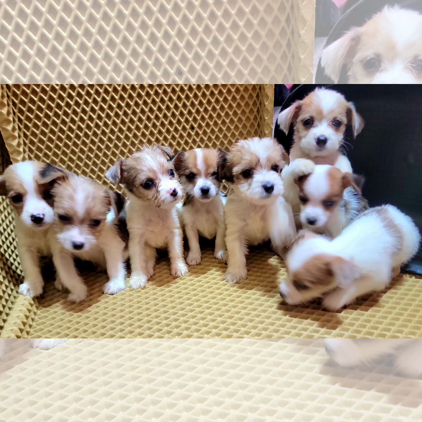 Йоркширский терьер, щенок