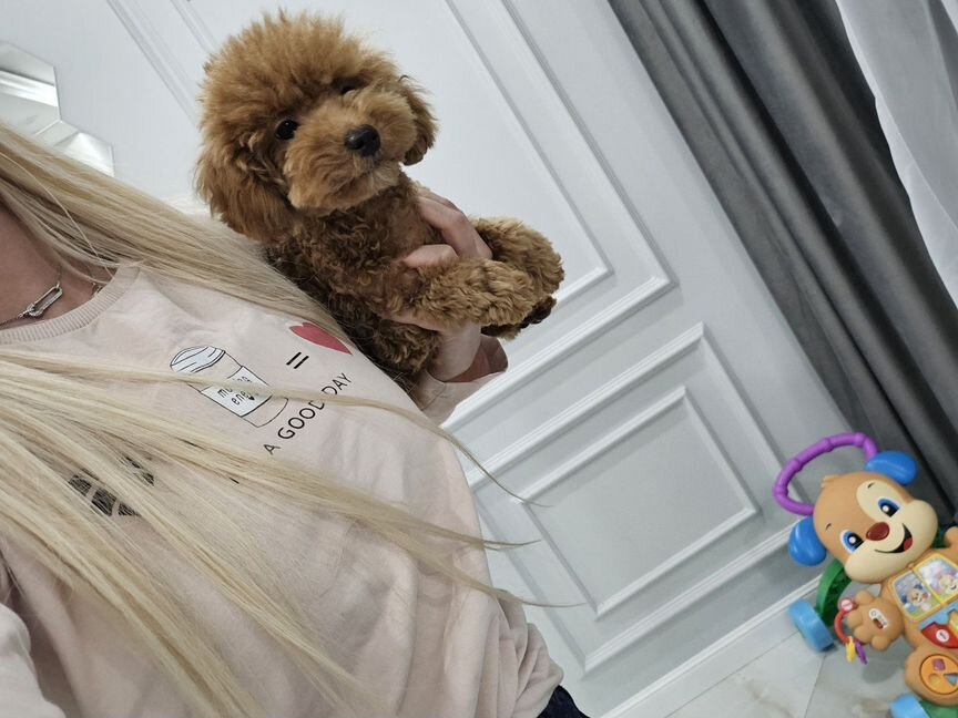 Той-пудель девочка полный курс вакцинации