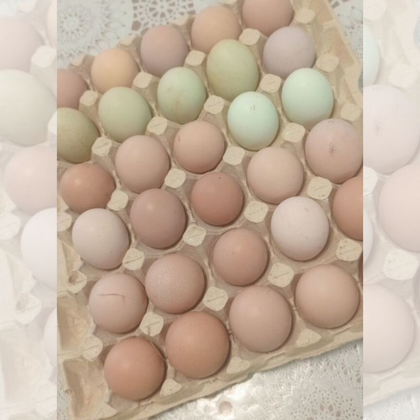 Яйца для инкубации