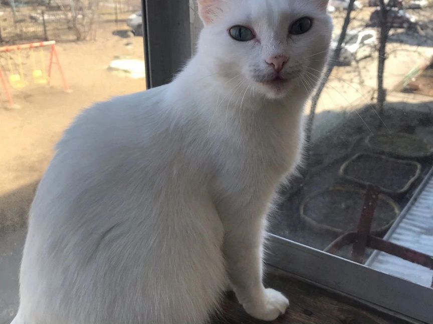 Кошечка Тая