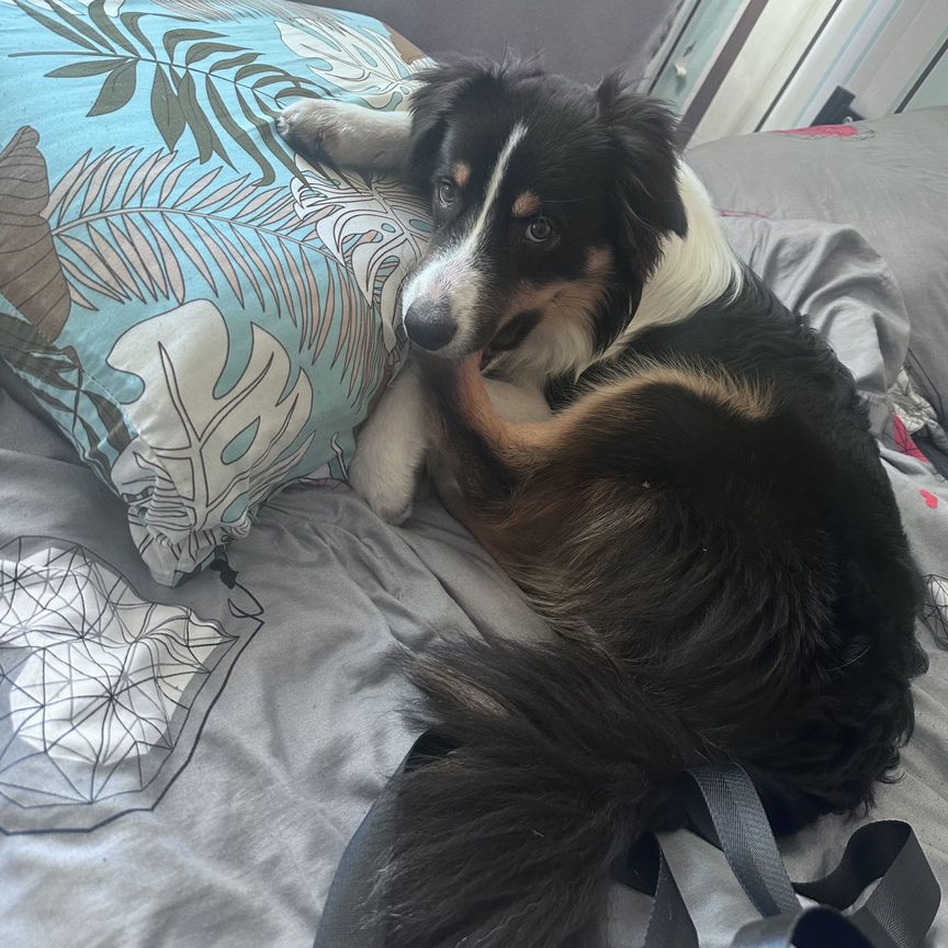 Австралийская овчарка, щенок