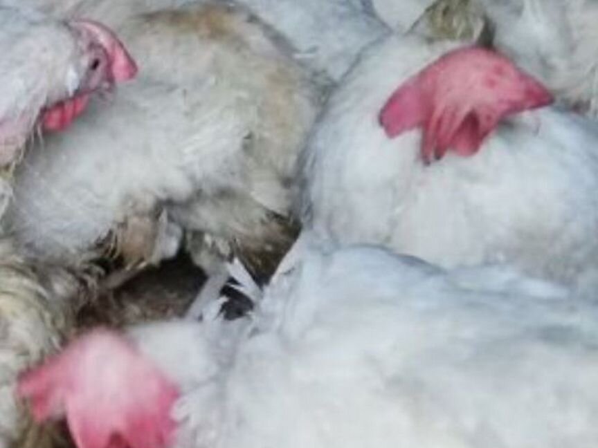 Куры несушки годовалые