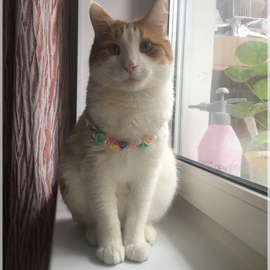 Кот в добрые руки