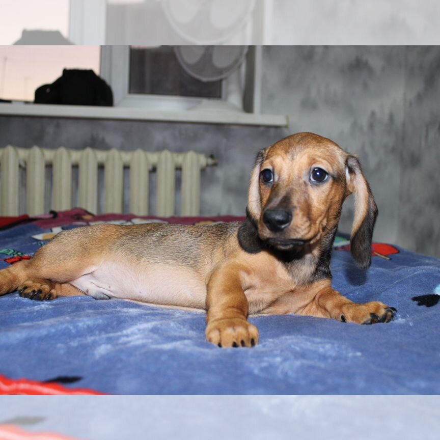 Щенки Таксы: рыжий,ч-п, шоколадный окрас, доставка