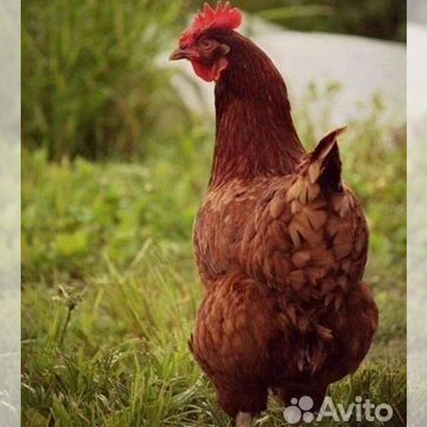 Куры несушки с доставкой