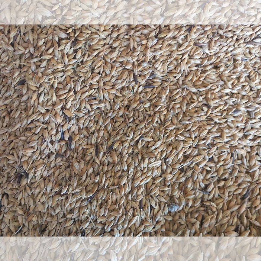 Ячмень