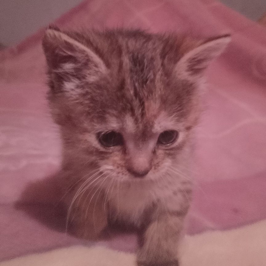 Котёнок в добрые руки